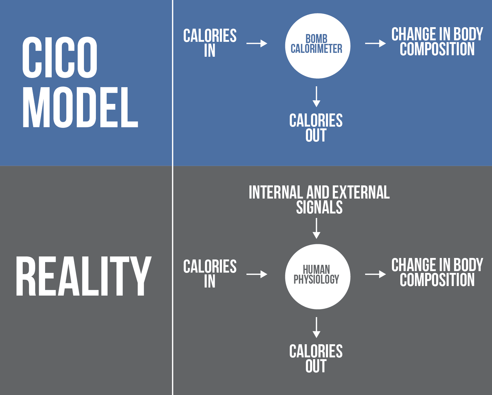 Body Weight Regulation: What Controls the Scale - Macros Inc