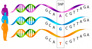 Nutrigenomics For Nutrition & Training - Macros Inc